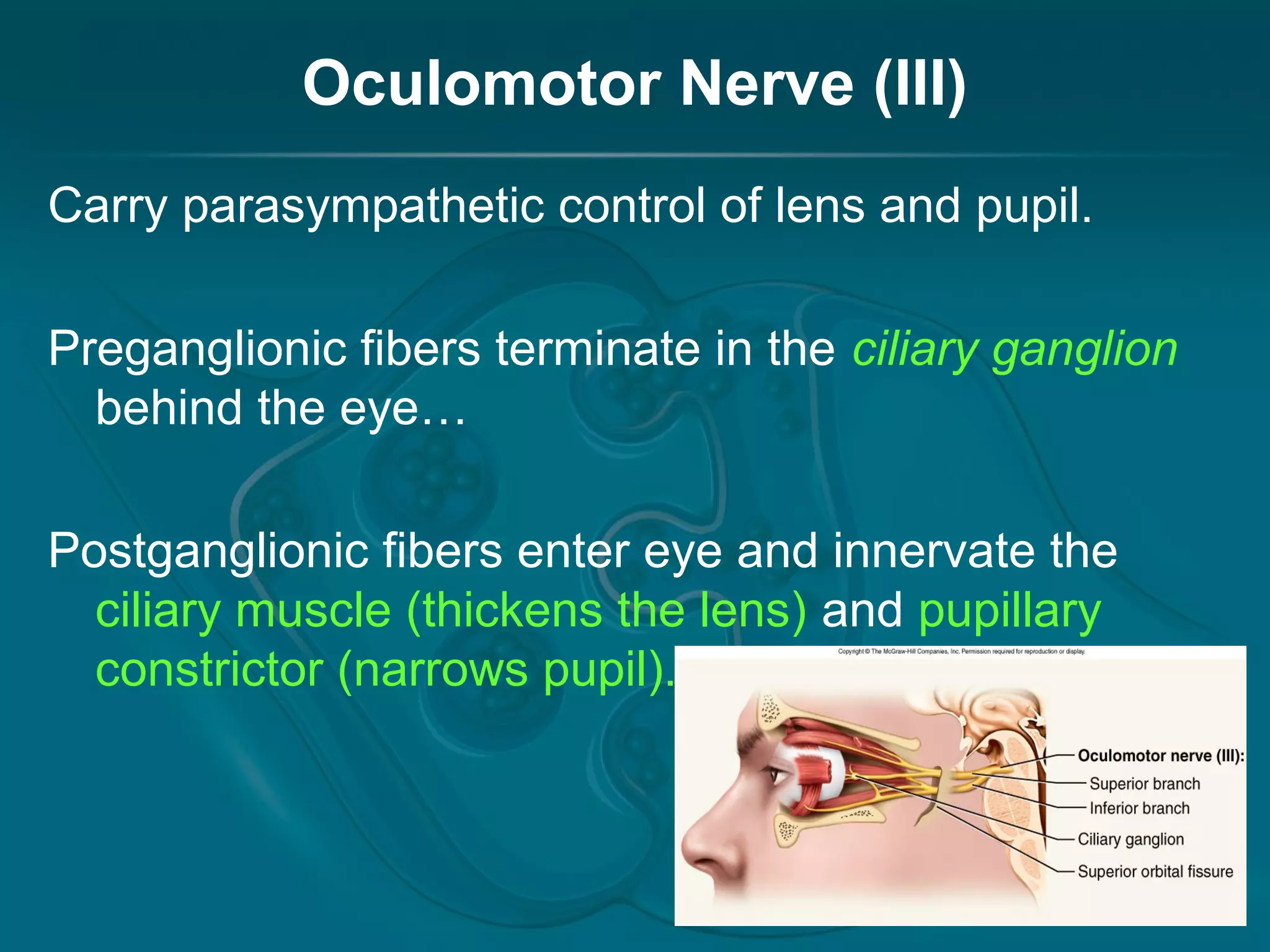 Chap15 powerpoint ANS VSR | PPT | Brain and Nervous System Disorders | Diseases and Conditions