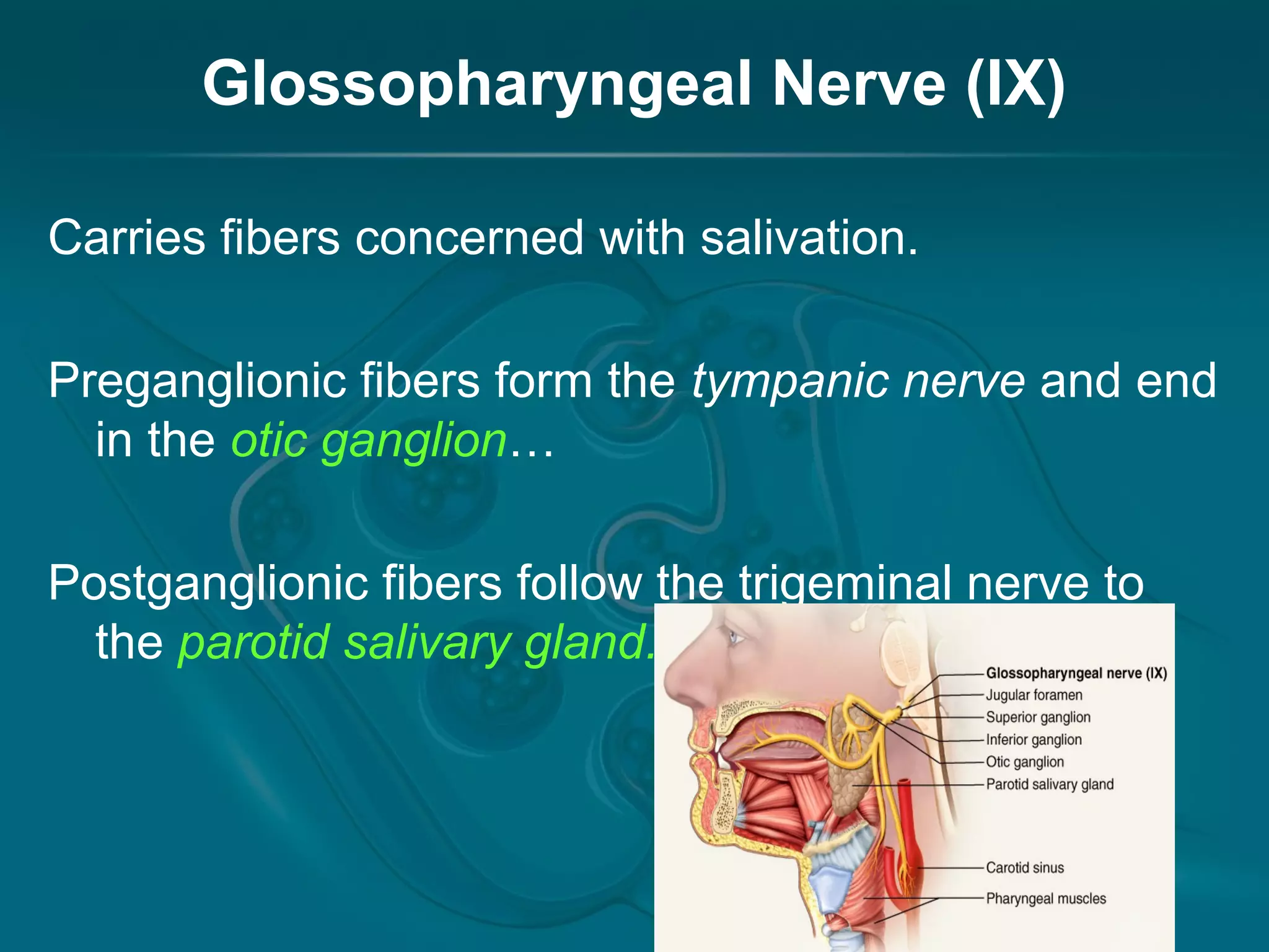 Chap15 powerpoint ANS VSR | PPT | Brain and Nervous System Disorders | Diseases and Conditions