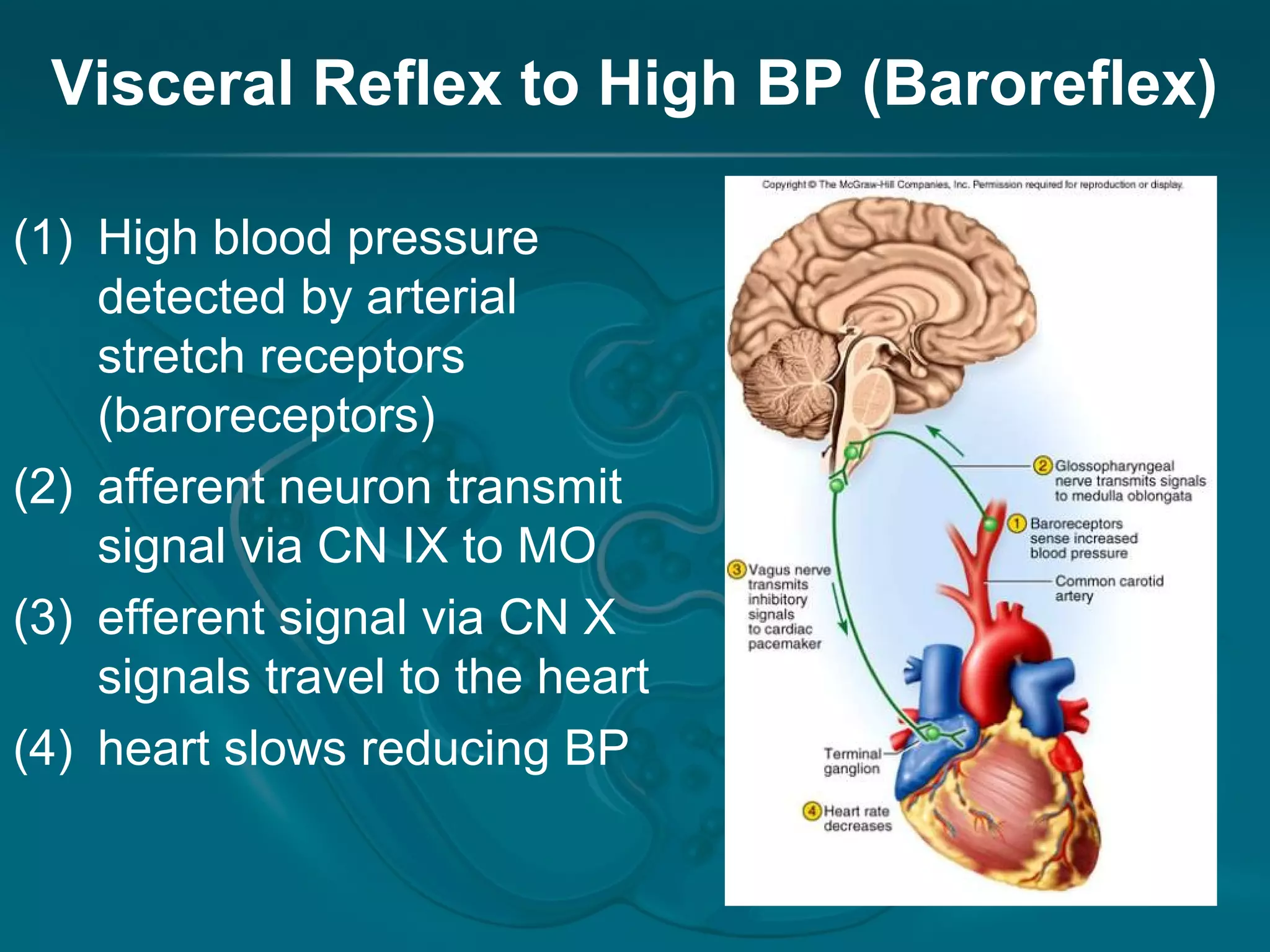 Chap15 powerpoint ANS VSR | PPT | Brain and Nervous System Disorders | Diseases and Conditions