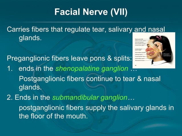 Chap15 powerpoint ANS VSR | PPT