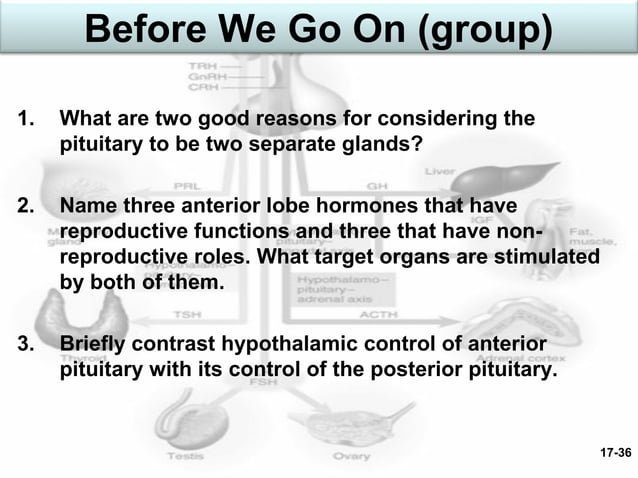 Chap17 powerpoint l | PPT | Endocrine and Metabolic Diseases | Diseases and Conditions