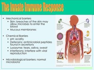 Innate Immunity | PPT