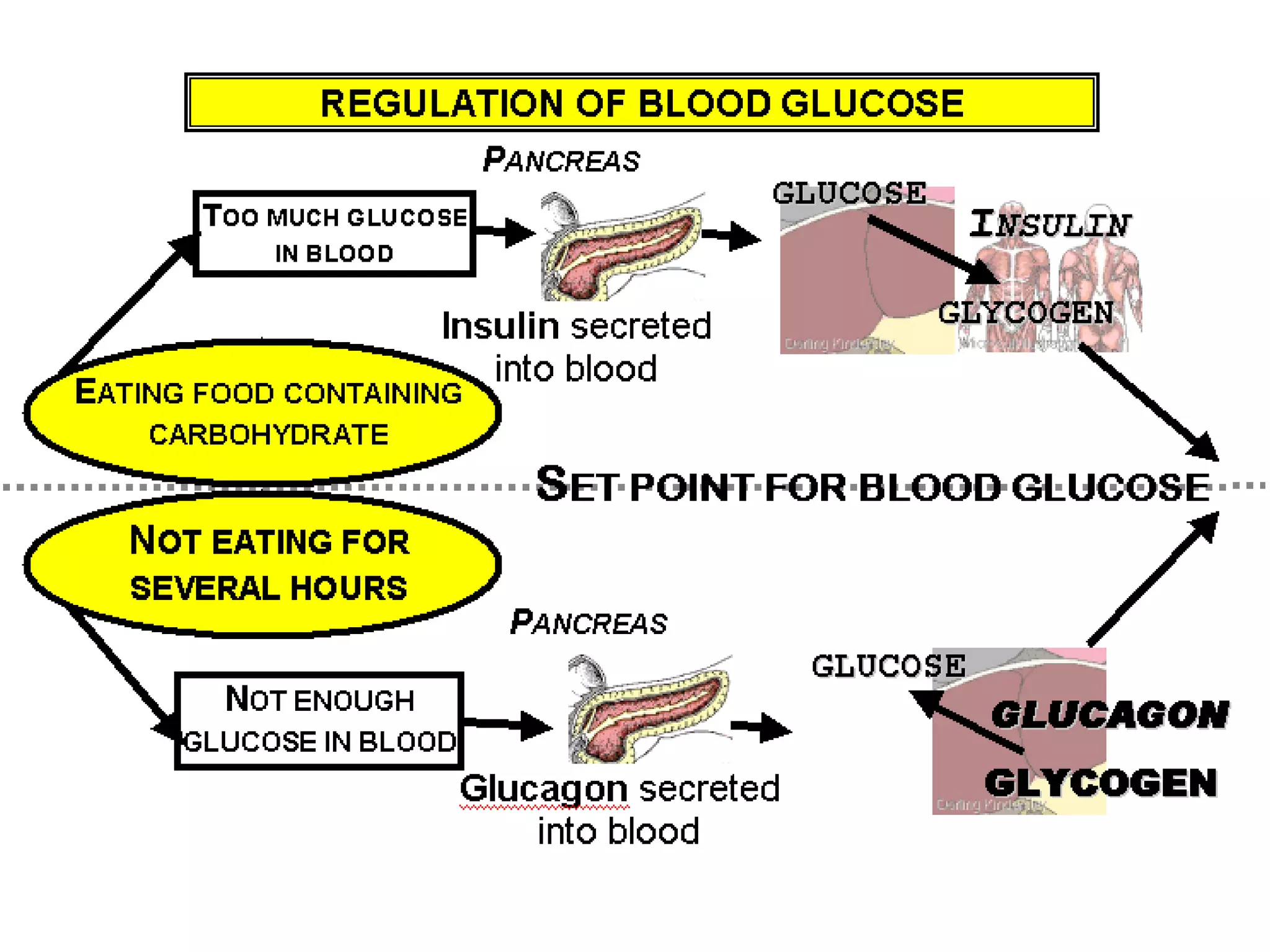 Chap 19 blood glucose regulation | PPT