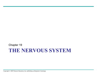 Chap 19 nervous system | PPT
