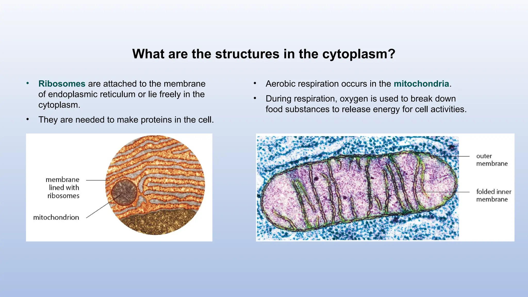 Chapter One, Title Cell Grade 7 Slides.pptx