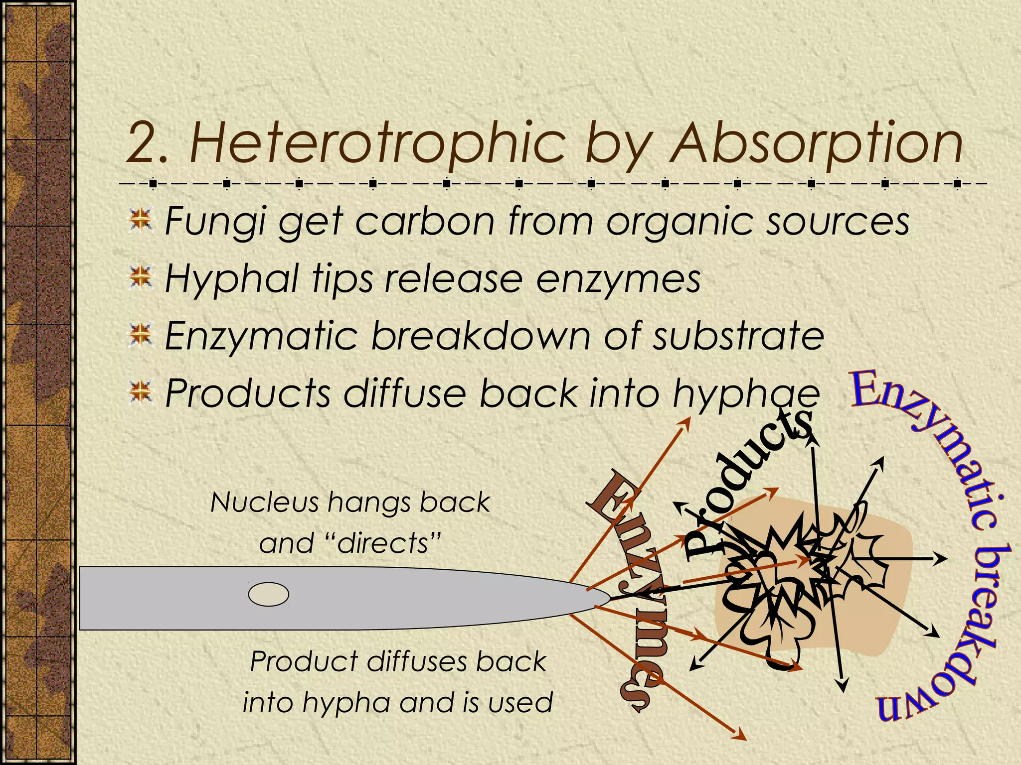 Chap 1 classification of fungi | PPT