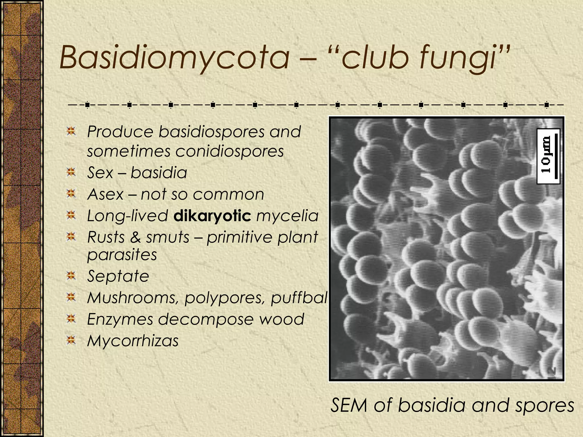 Chap 1 classification of fungi | PPT