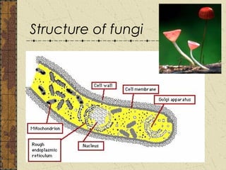Chap 1 classification of fungi | PPT
