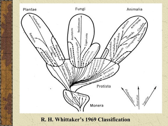 Chap 1 classification of fungi | PPT | Biological Sciences | Science