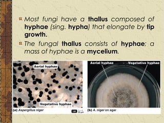 Chap 1 classification of fungi | PPT