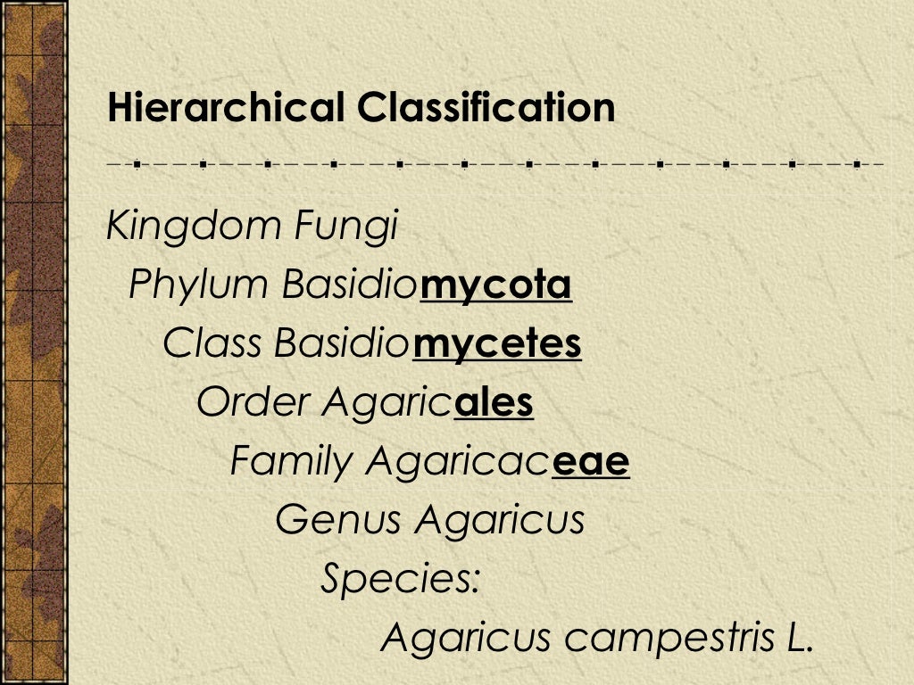 Chap 1 classification of fungi