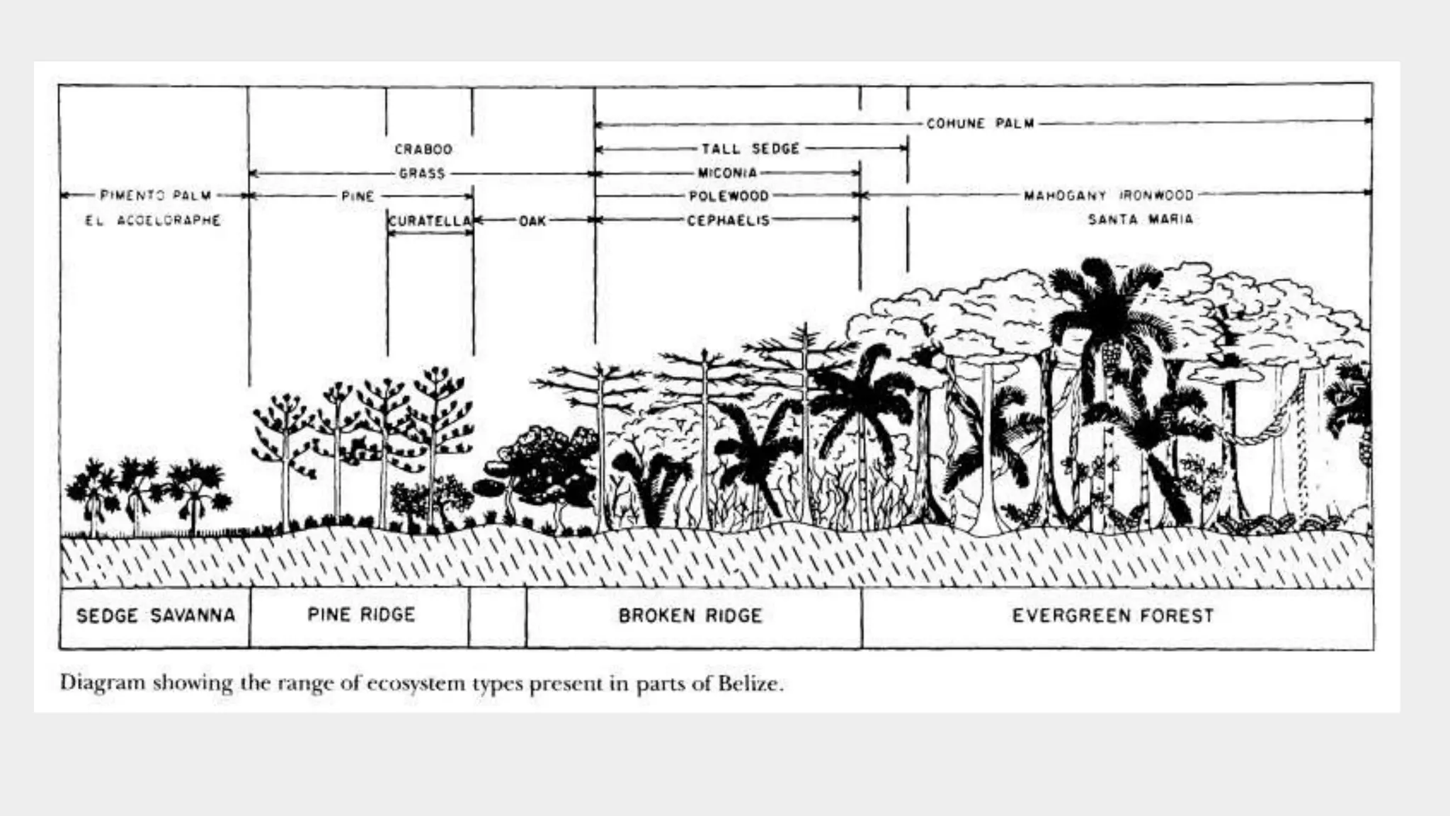Introduction to Tropical Geomorphology | PPTX