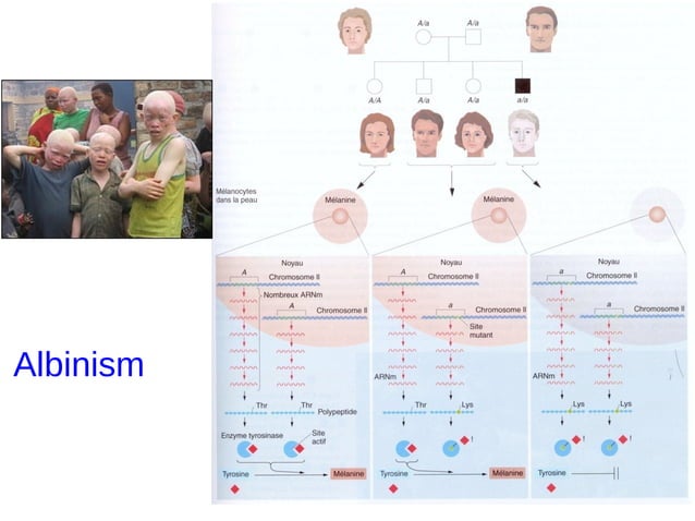 Modes of inheritance | PPT
