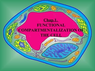 Chap 1 FUNCTIONAL COMPARTMENTALIZATION OF THE CELL | PPT | Biological ...