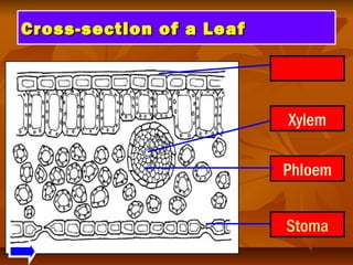 Cross Section Of A Leaf Xylem And Phloem