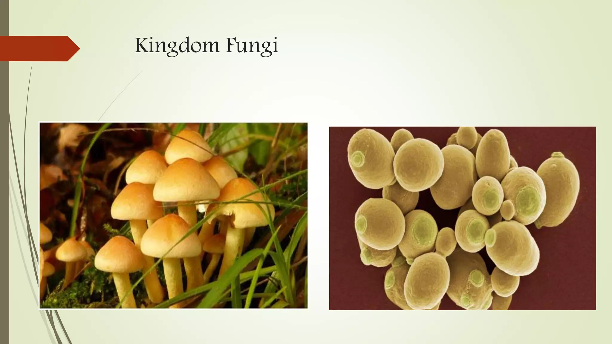 structure & classification of microbes | PPTX
