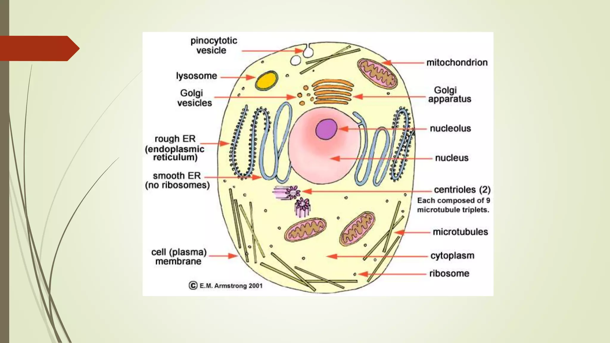 structure & classification of microbes | PPTX