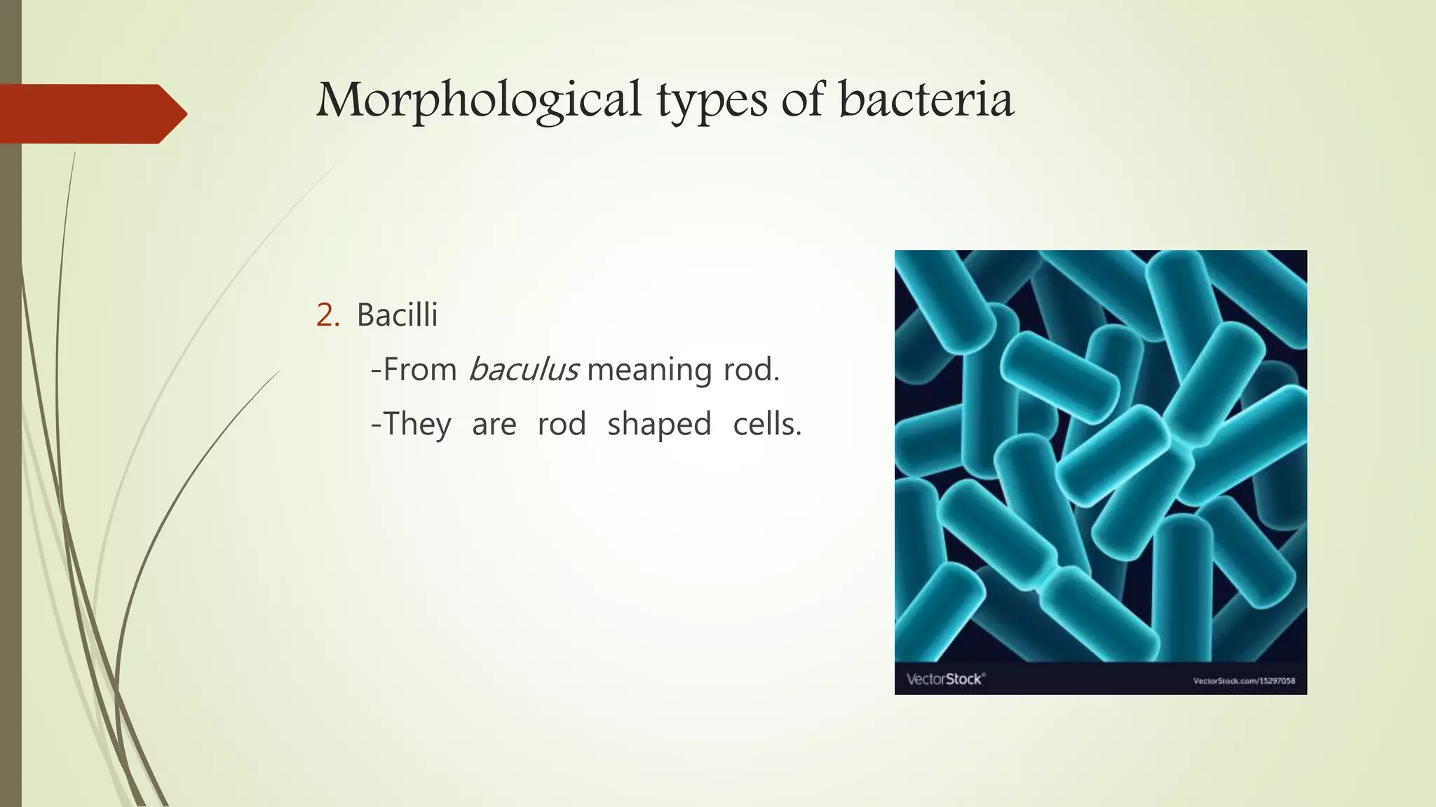 structure & classification of microbes | PPTX