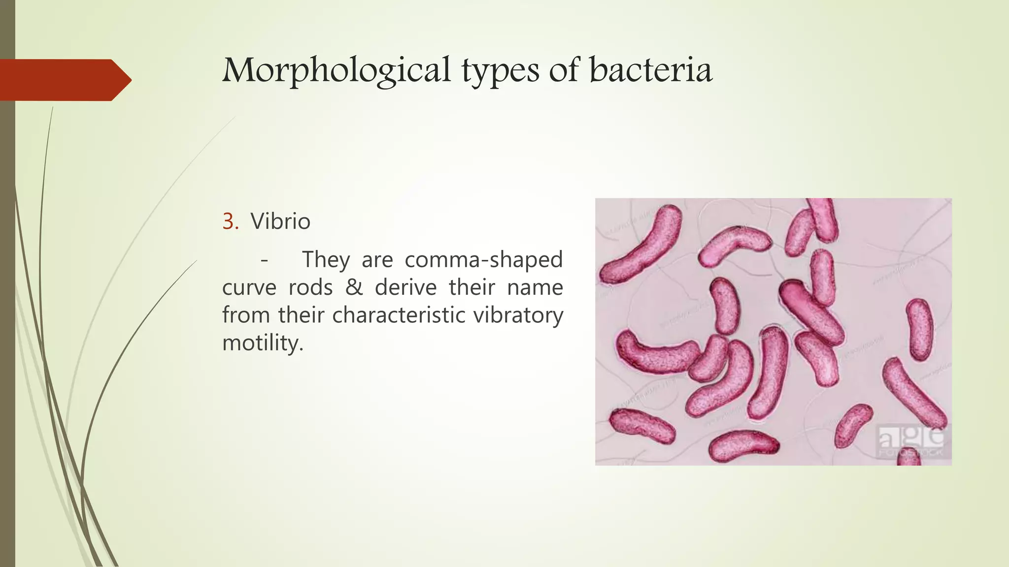 structure & classification of microbes | PPTX