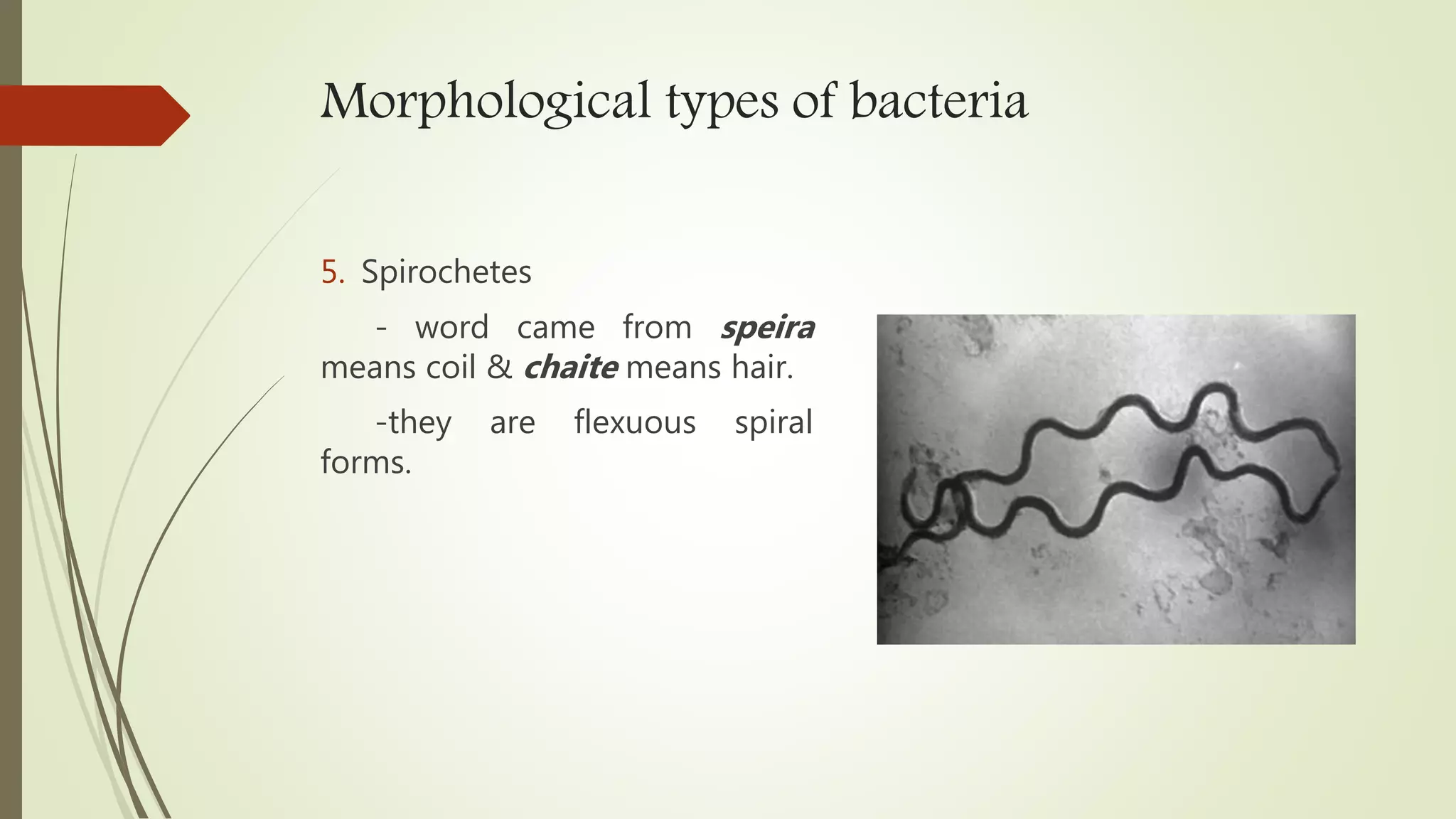 structure & classification of microbes | PPTX