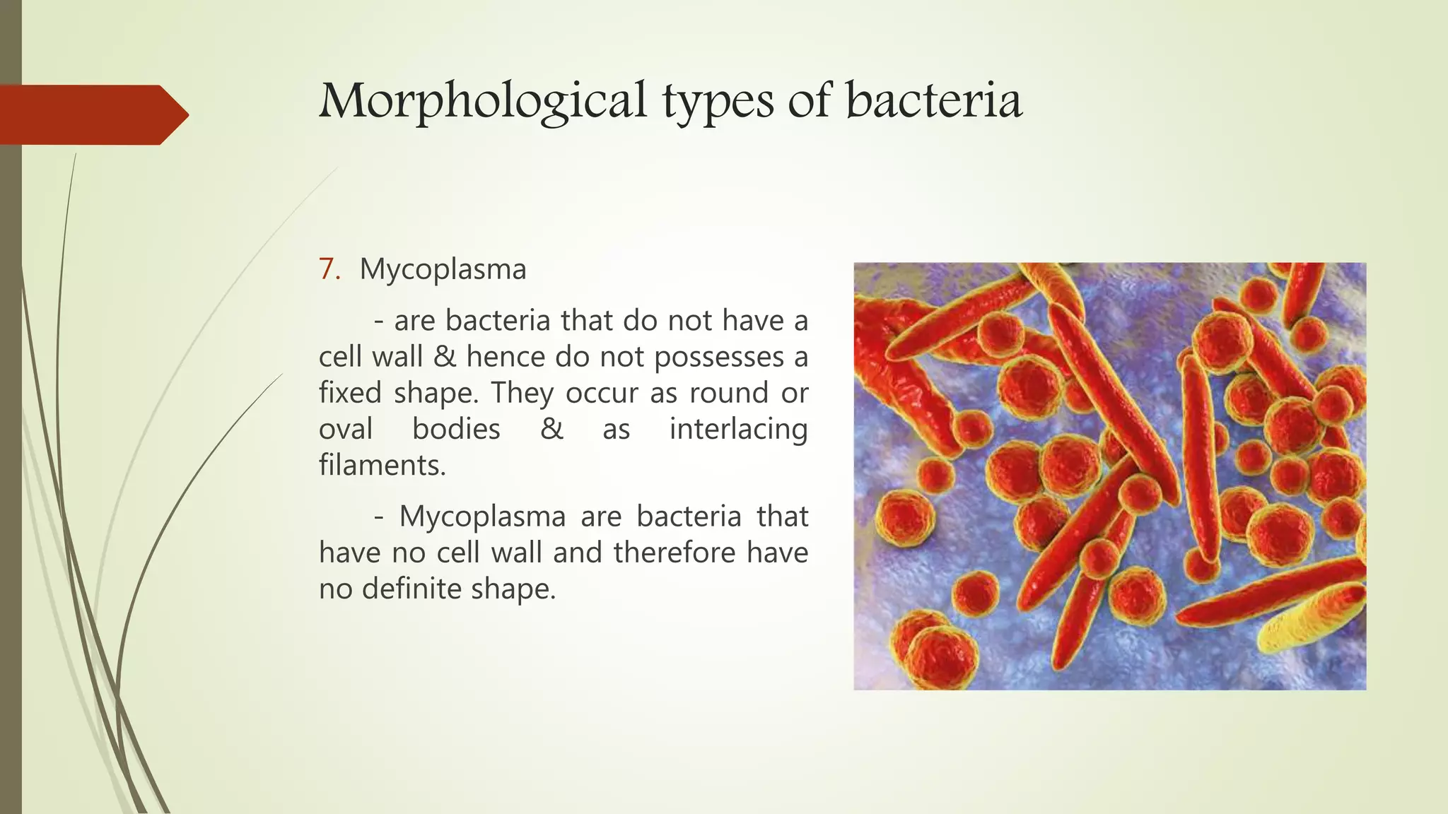 structure & classification of microbes | PPTX