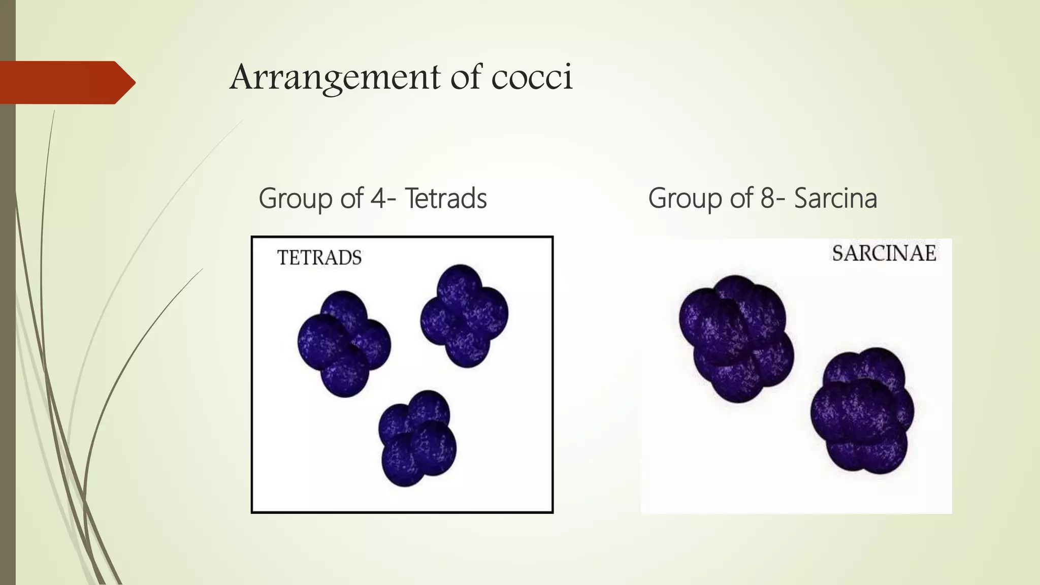 structure & classification of microbes | PPTX