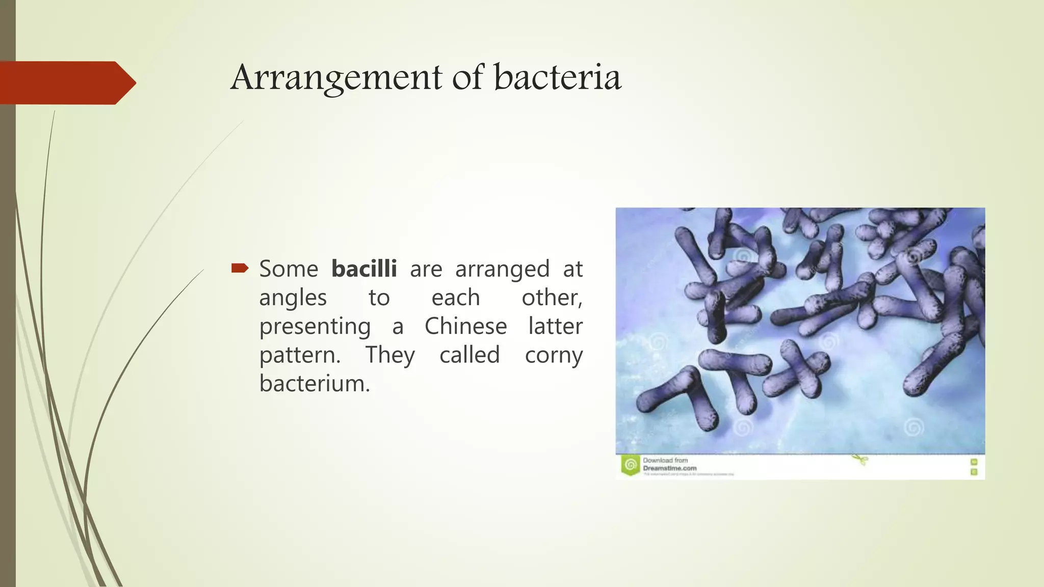 structure & classification of microbes | PPTX