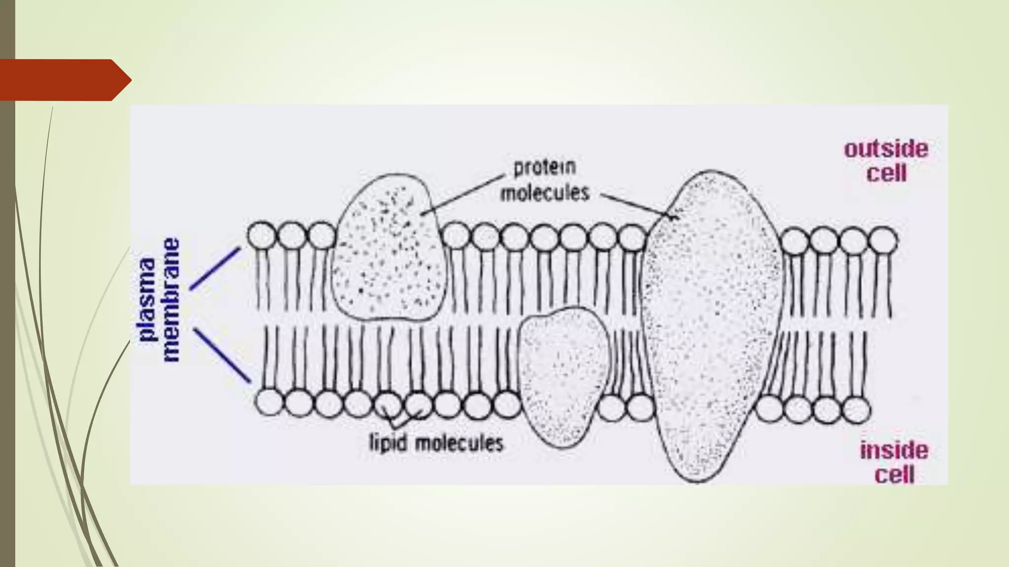 structure & classification of microbes | PPTX