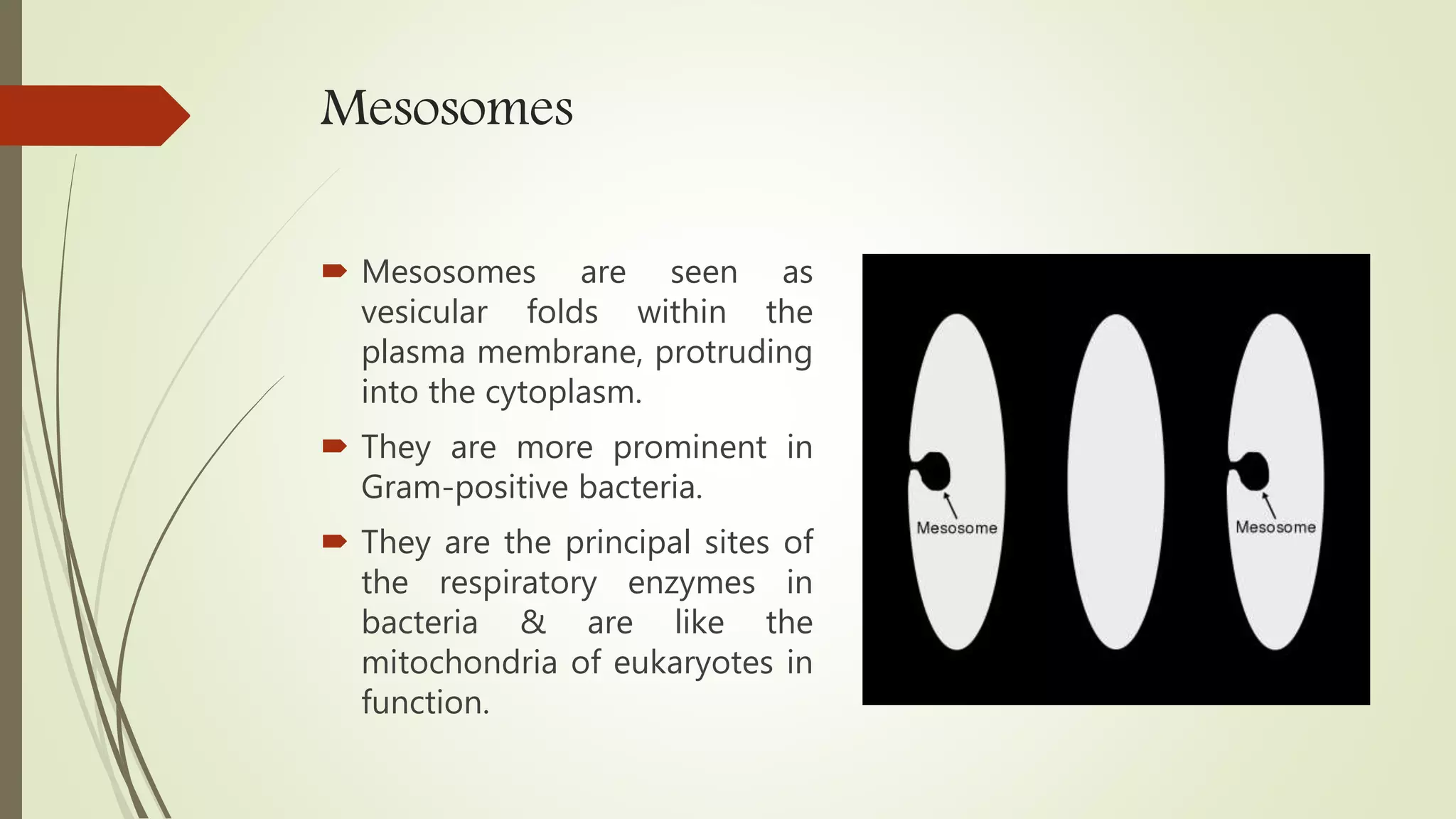 structure & classification of microbes | PPTX
