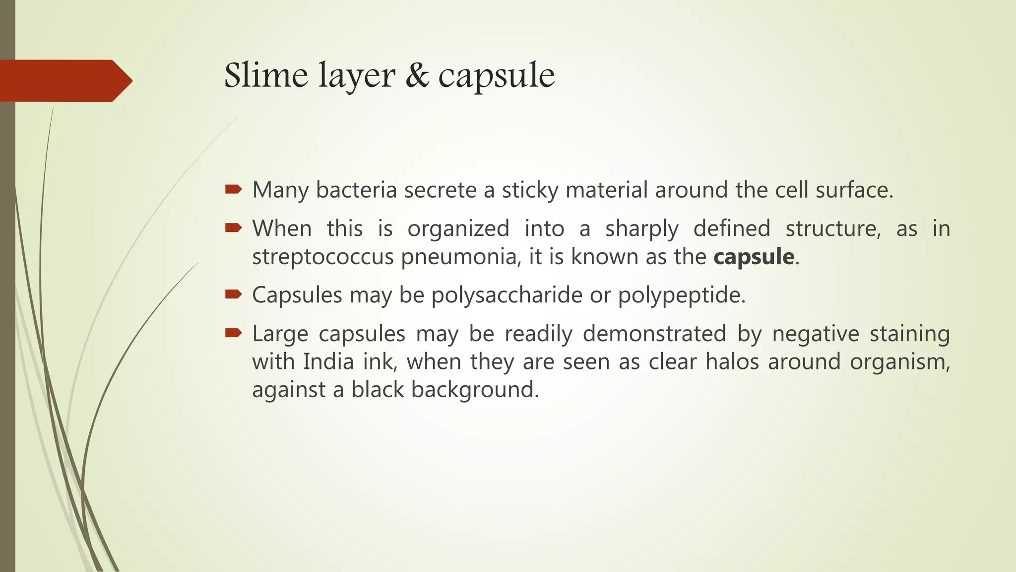 structure & classification of microbes | PPTX
