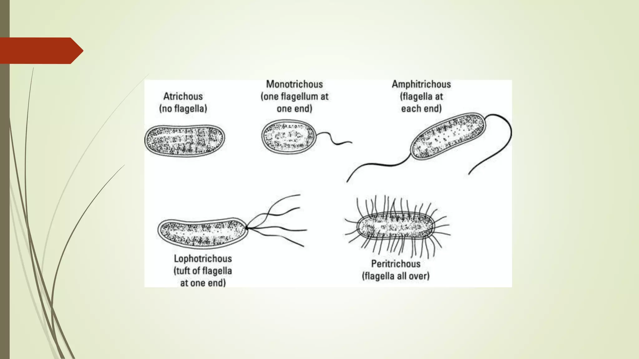 structure & classification of microbes | PPTX