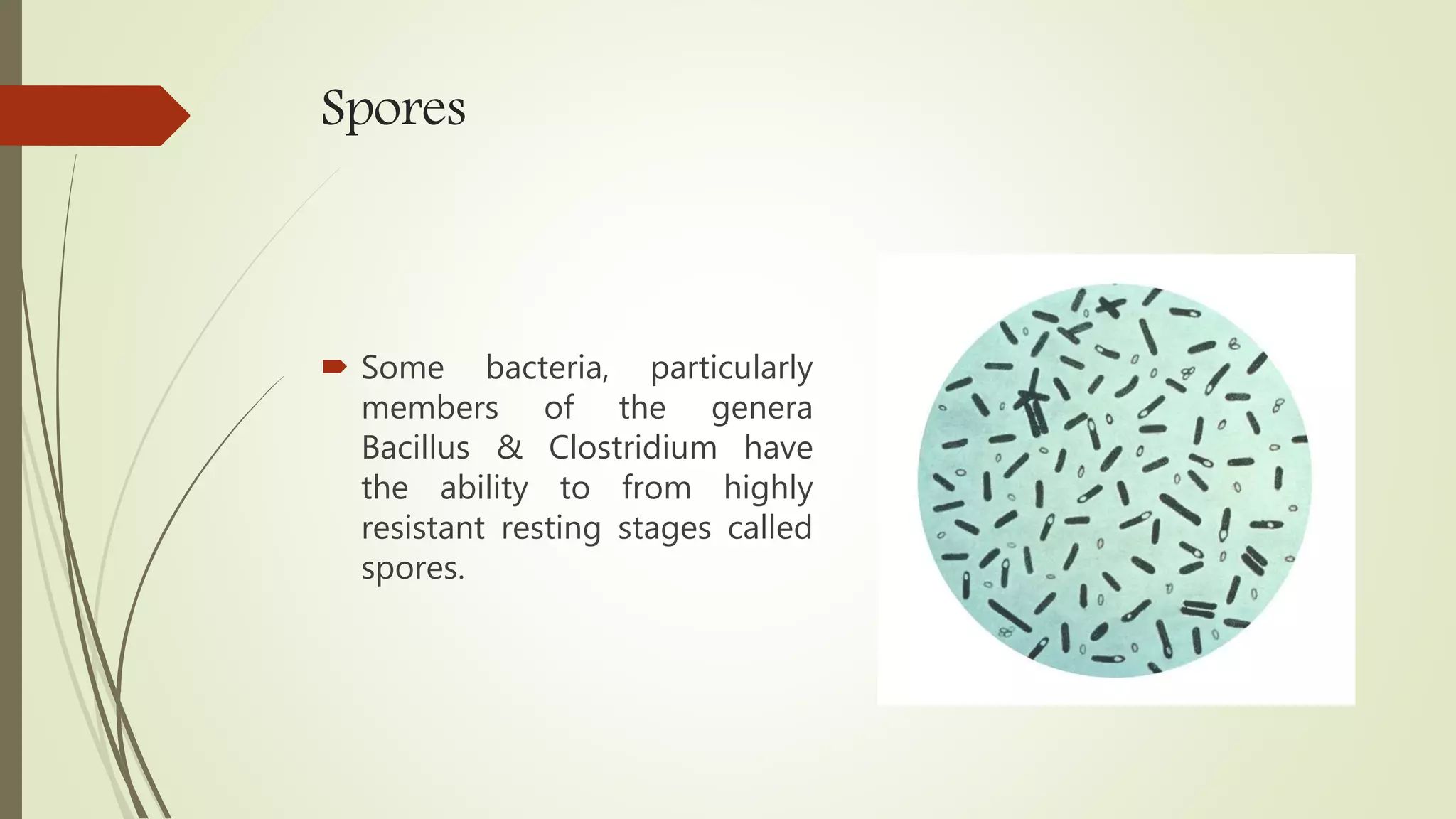 structure & classification of microbes | PPTX
