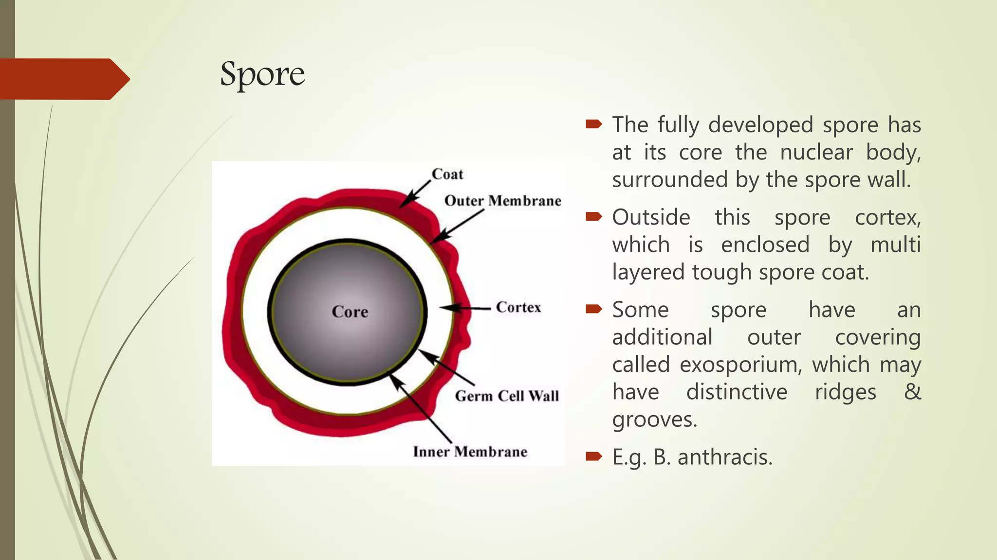 structure & classification of microbes | PPTX