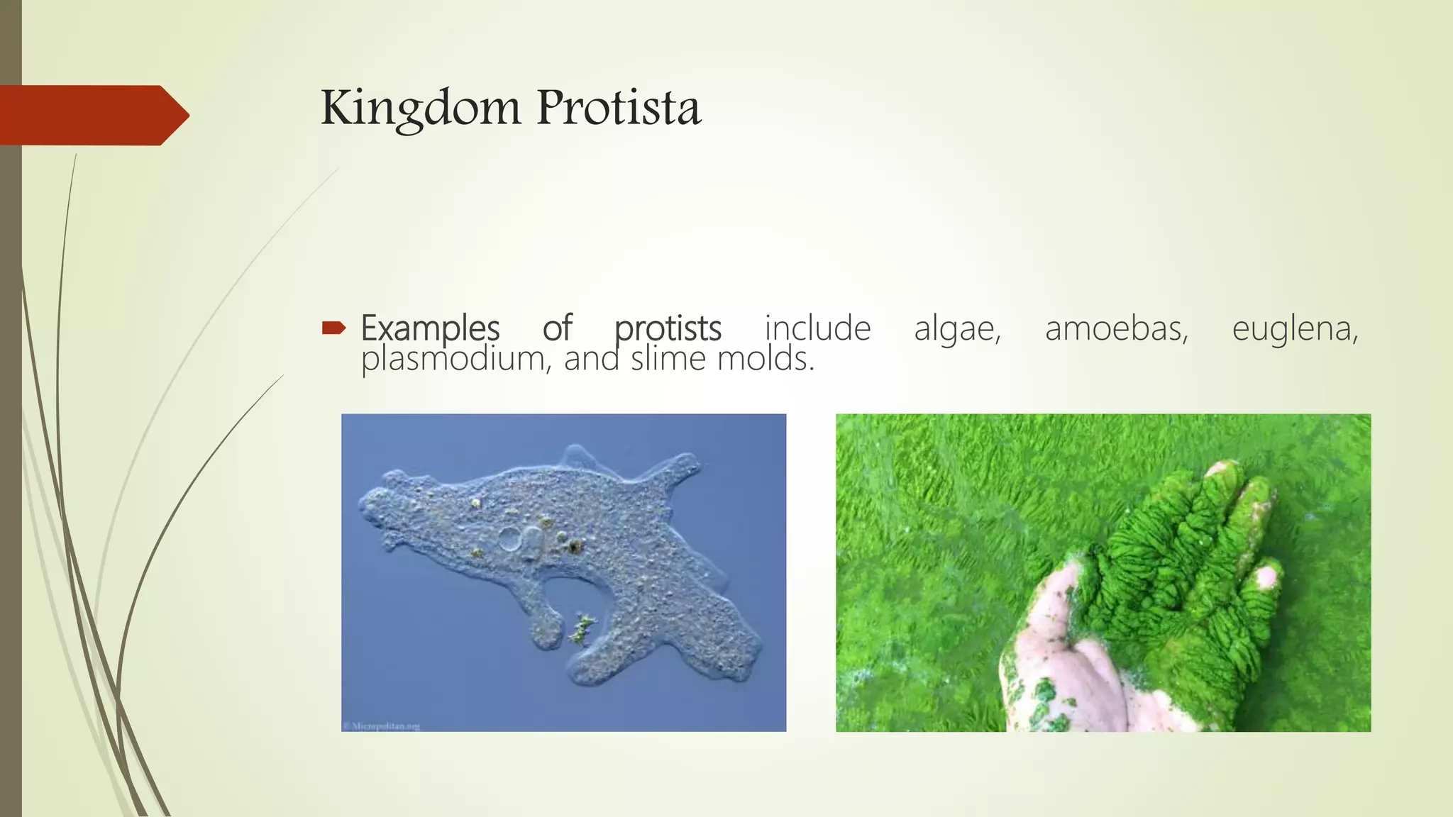 structure & classification of microbes | PPTX