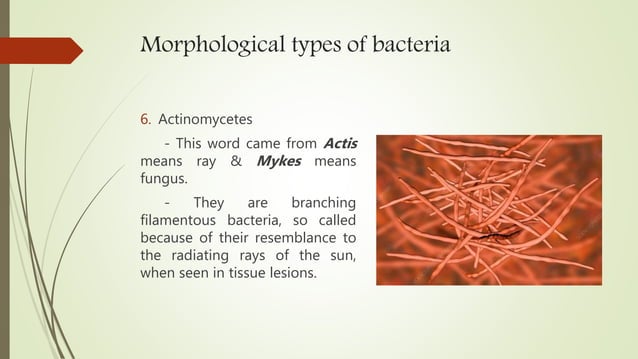 structure & classification of microbes | PPTX