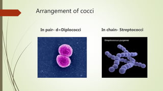 structure & classification of microbes | PPTX