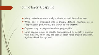 structure & classification of microbes | PPTX
