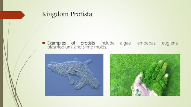 structure & classification of microbes | PPTX