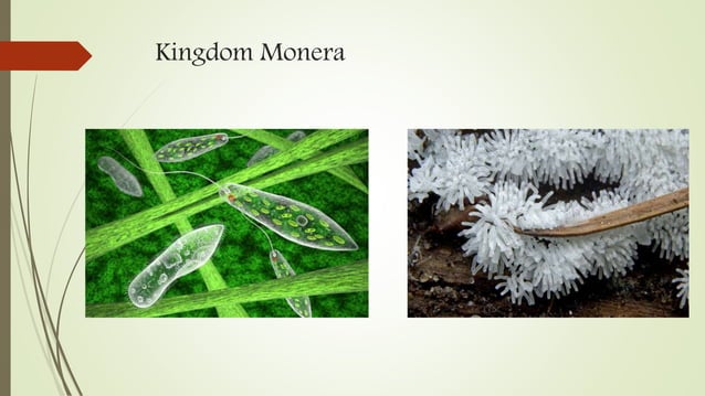structure & classification of microbes | PPTX