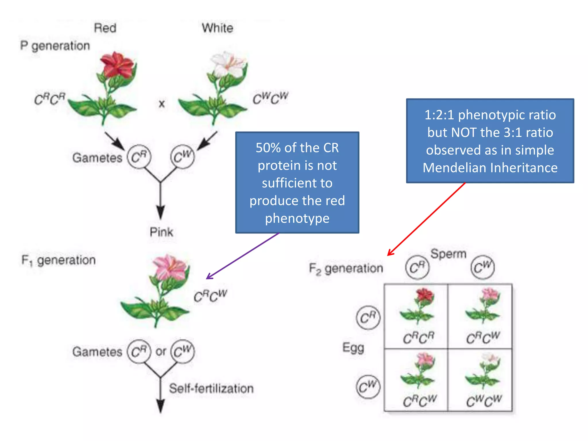 MIC150 - Chap 2 Extension Of Mendelian Genetics | PPTX
