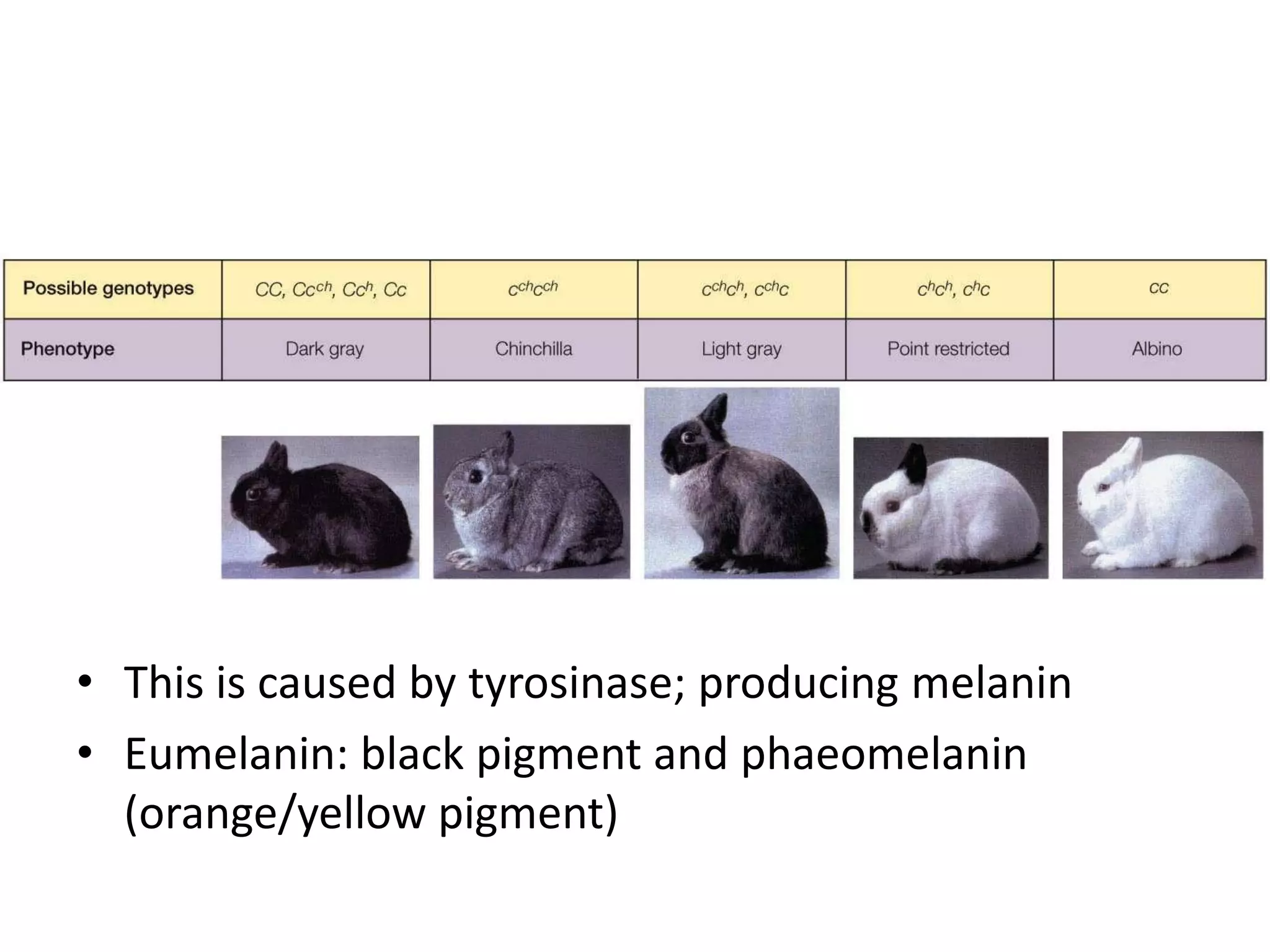 MIC150 - Chap 2 Extension Of Mendelian Genetics | PPTX