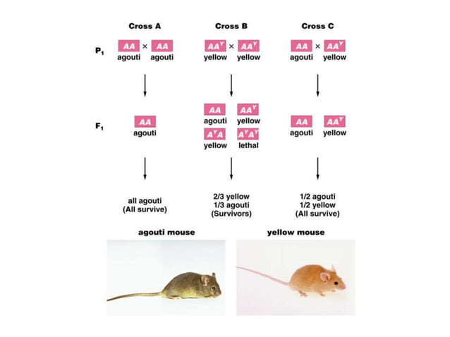MIC150 - Chap 2 Extension Of Mendelian Genetics | PPTX