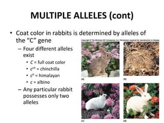 MIC150 - Chap 2 Extension Of Mendelian Genetics | PPTX