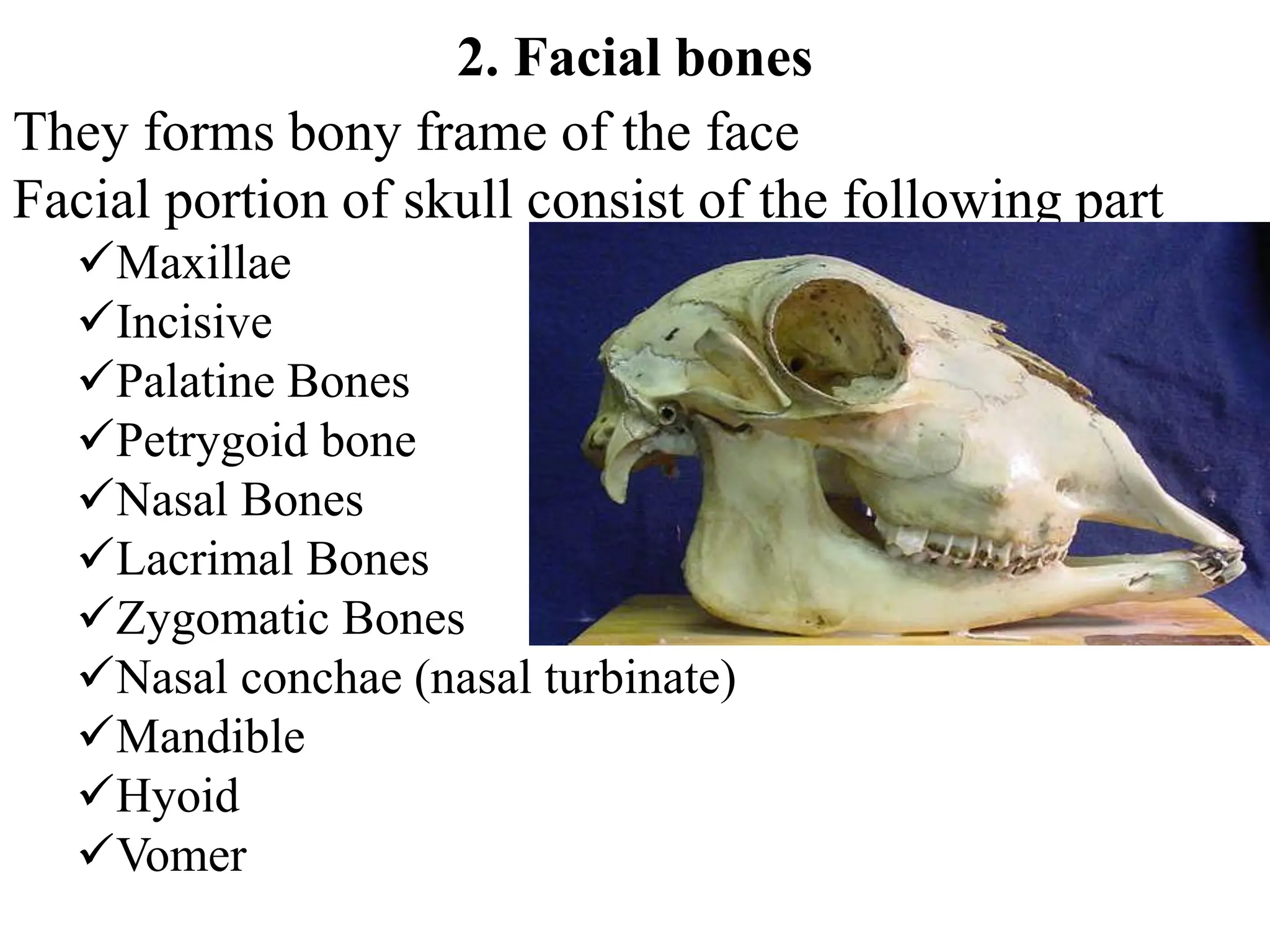 Study of animal bones, skeletons and associated structures | PDF