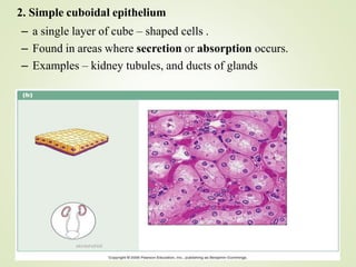 Tissues.pptx