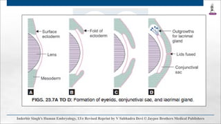 Chap 23.pptx development of eye steps - steps | PPTX