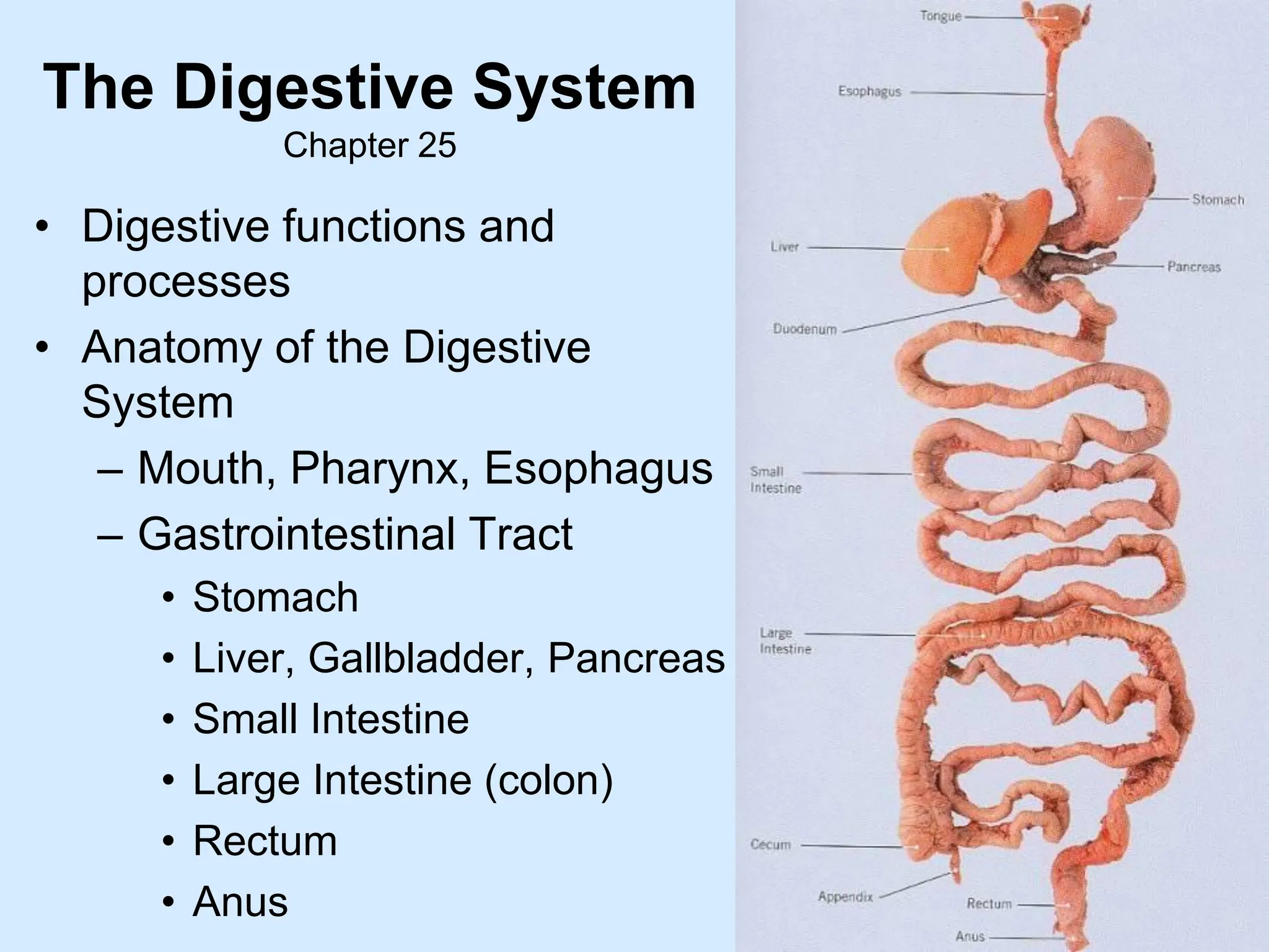 chap25_digestive.pdf
