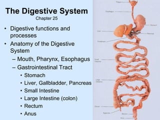 chap25_digestive.pdf