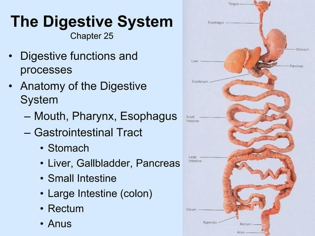 chap25_digestive.pdf