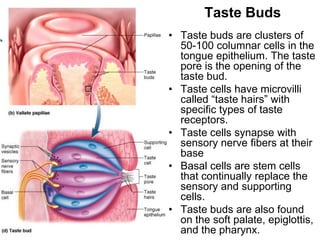 chap25_digestive.pdf